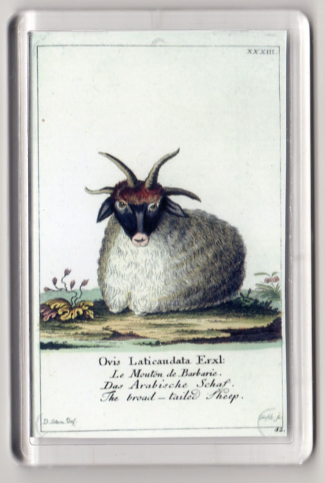 Broad Tailed Sheep Fridge Magnet Sotzmann 1780 Vintage Nature Art Repro ...
