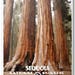 Sequoia National Park Poster National Park Poster National Park Print ...