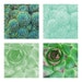 Digital Scrapbook Paper Paint Style Succulents Cactus Backgrounds Cacti ...