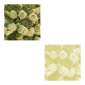 Digital Scrapbook Paper - Paint Style Succulents - Cactus Backgrounds ...