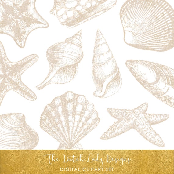 Seashells In Sand Clipart