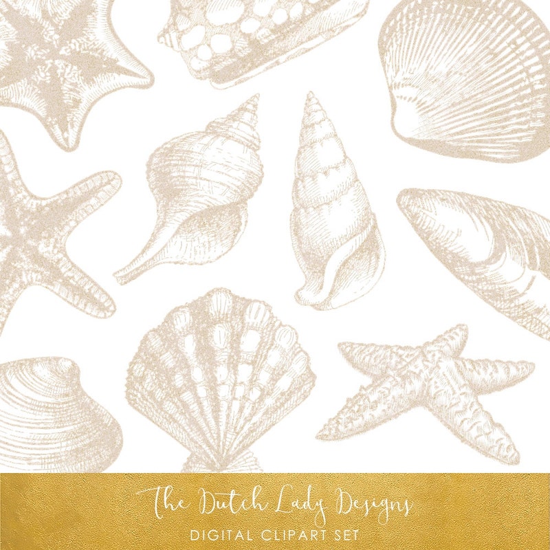 Shell Clipart - Etsy