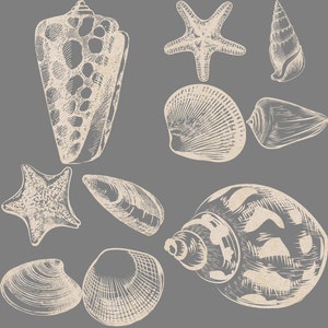 Sandy Seashell & Seastar Clipart Set - Beach - Shells - Sand - Ocean ...