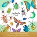 Insect Clipart Set - Handpainted Illustrations - Beetles - Bugs - Moth ...