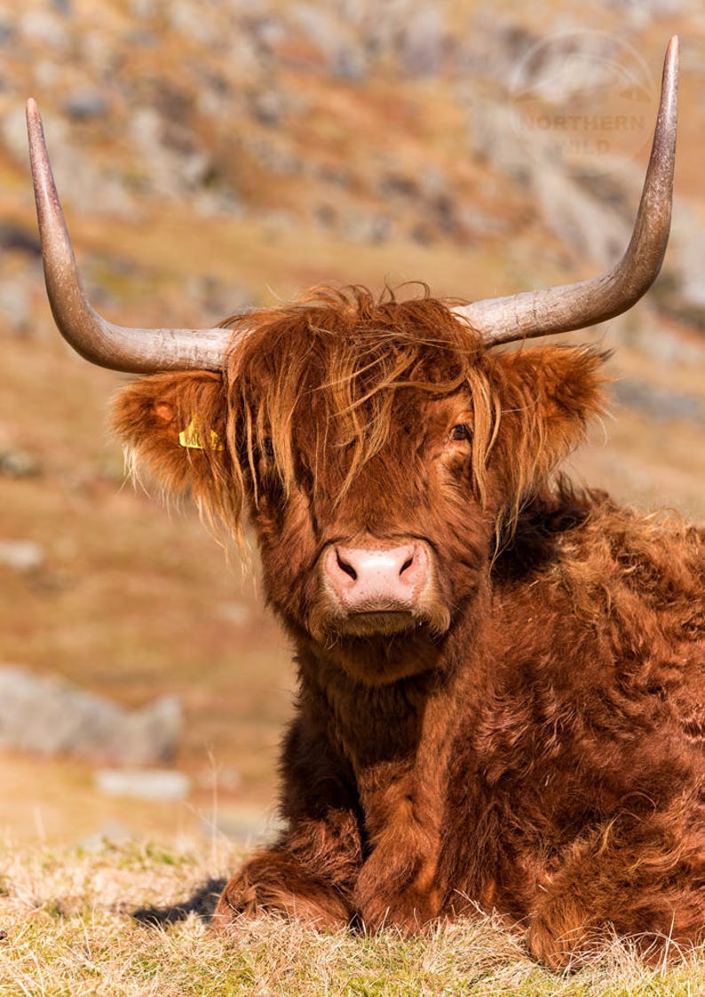 Cute Highland Cow Photograph Taken in the Scottish Highlands, Scotland ...