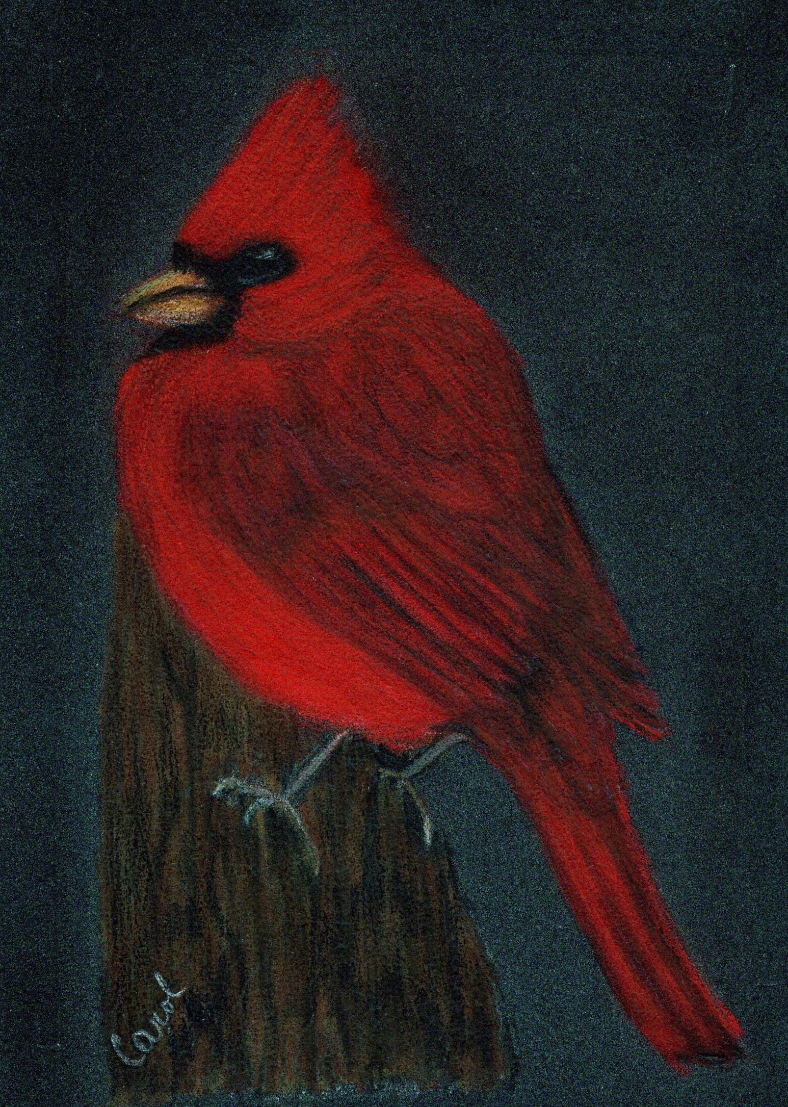 Cardinal Bright Red Bird Art Print - Etsy