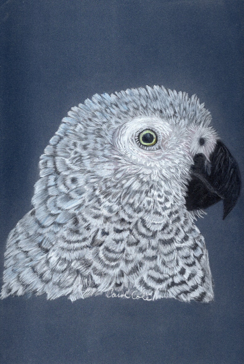 African Grey, African Grey Art, African Grey Art Print - Etsy