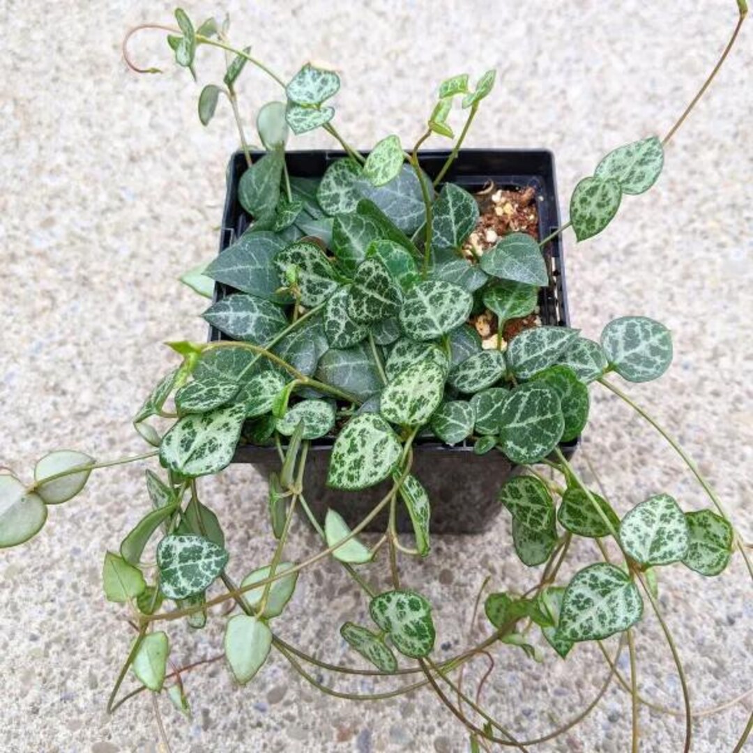 Ceropegia Woodii String of Spades Seeds – 5 Seeds of Trailing Succulent ...