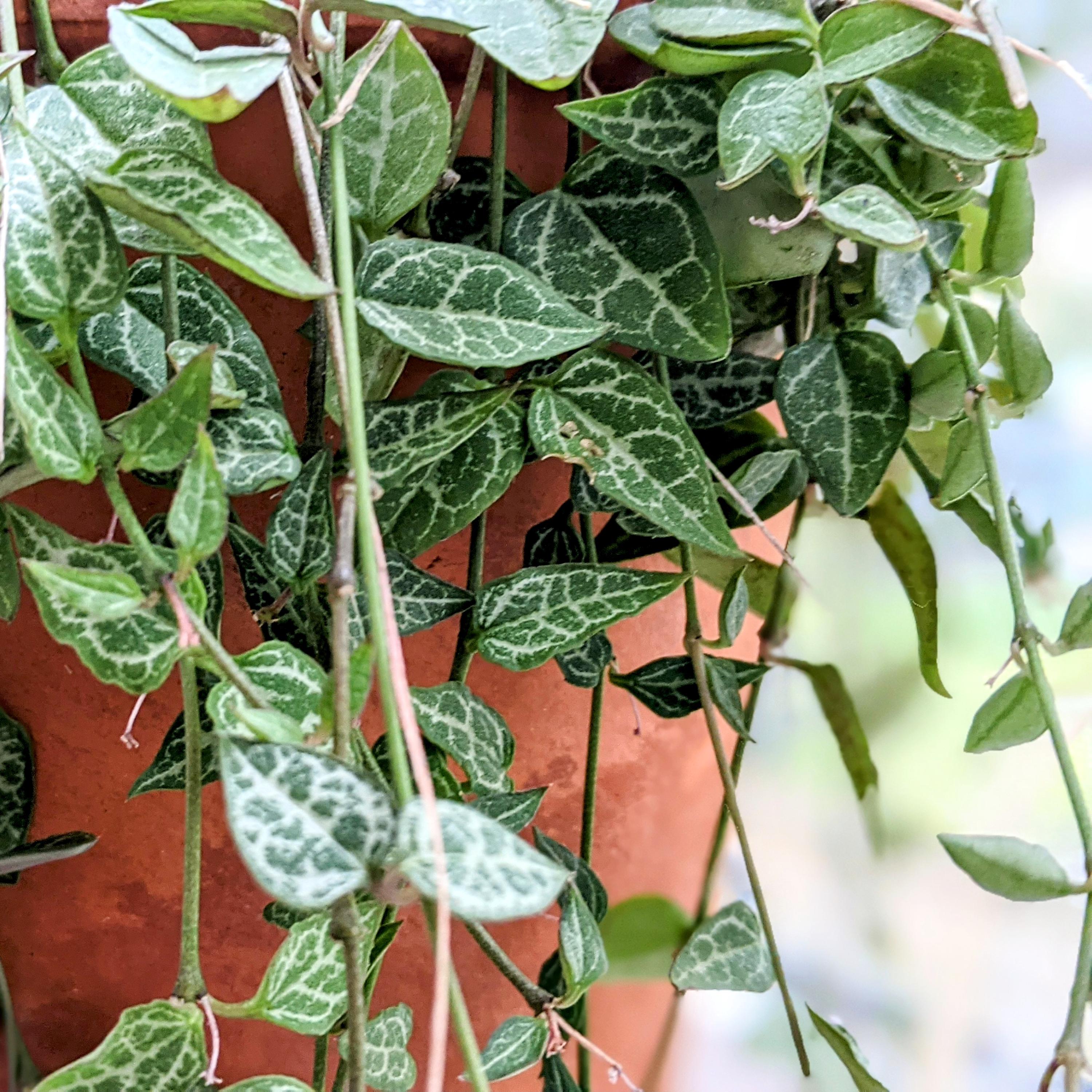 Ceropegia Woodii String of Spades Seeds – 5 Seeds of Trailing Succulent ...