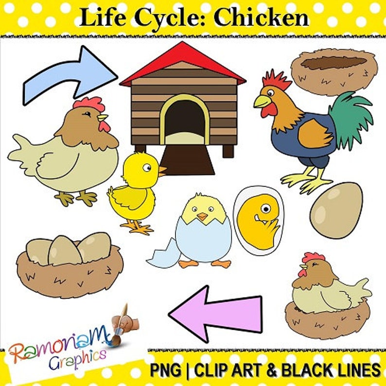Life Cycle Clip Art Chicken - Etsy