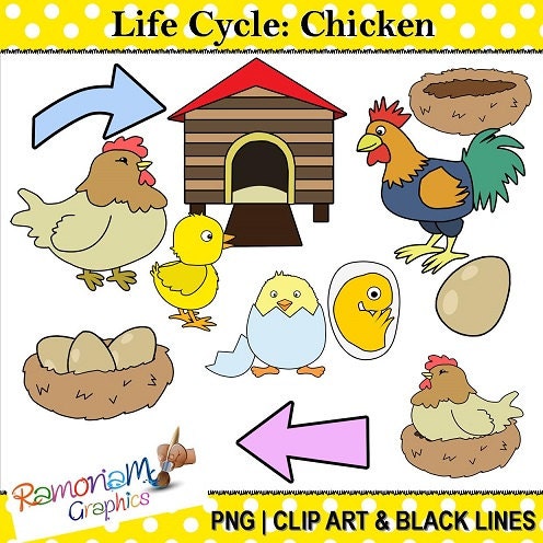 Life Cycle Clip Art Chicken - Etsy