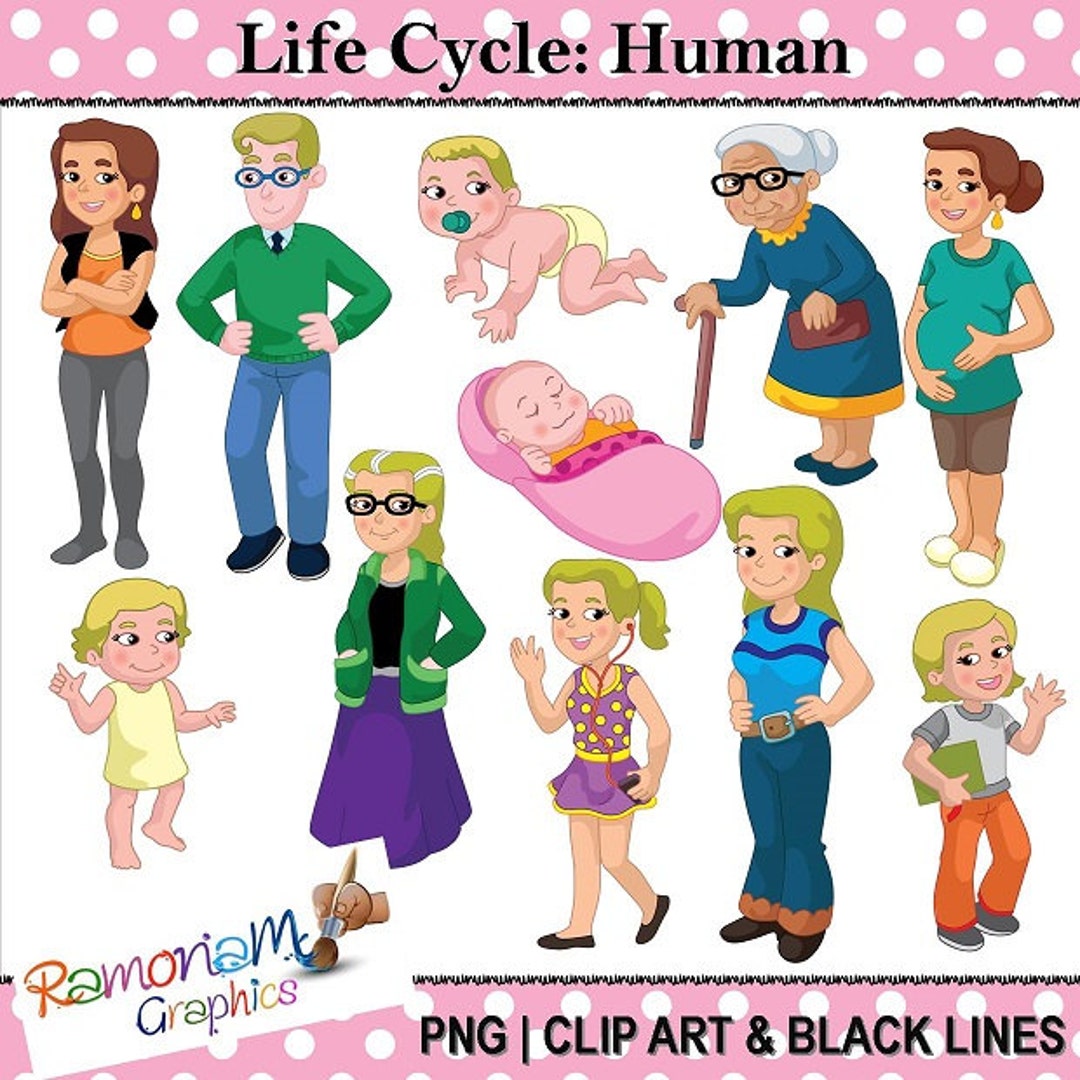 Life Cycle Of A Human