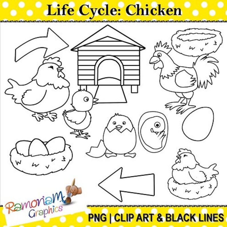 Life Cycle Clip Art Chicken - Etsy