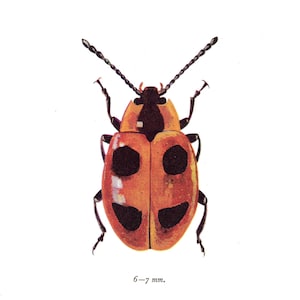 Vintage False Ladybird Beetle Red Spotted Insect Art Print Entomology ...