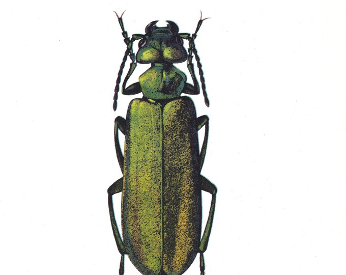 Spanish Fly Beetle Vintage Insect Art Print Emerald Green Home Decor ...