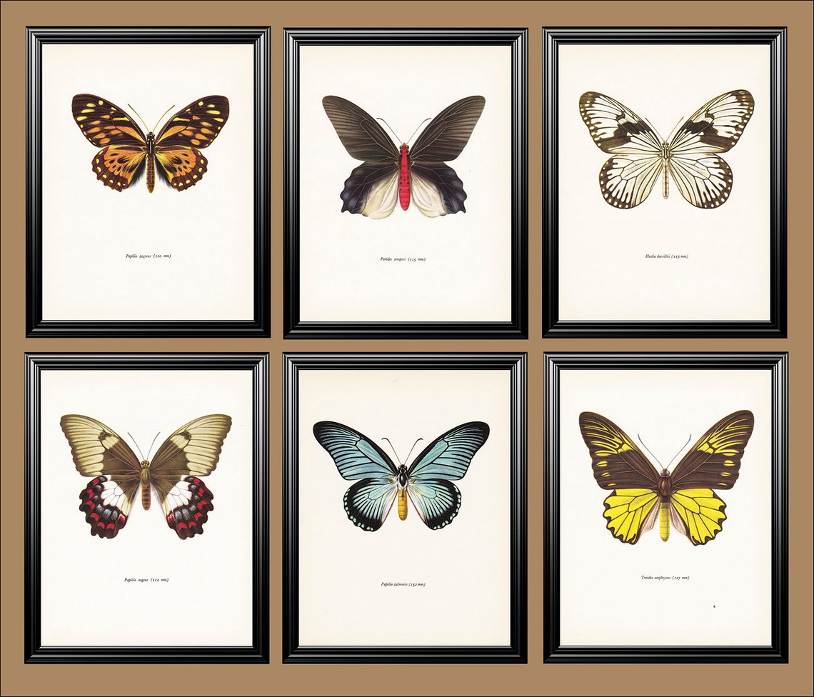 Vintage Butterfly Insect Art Print Parides Semperi Swallowtail - Etsy