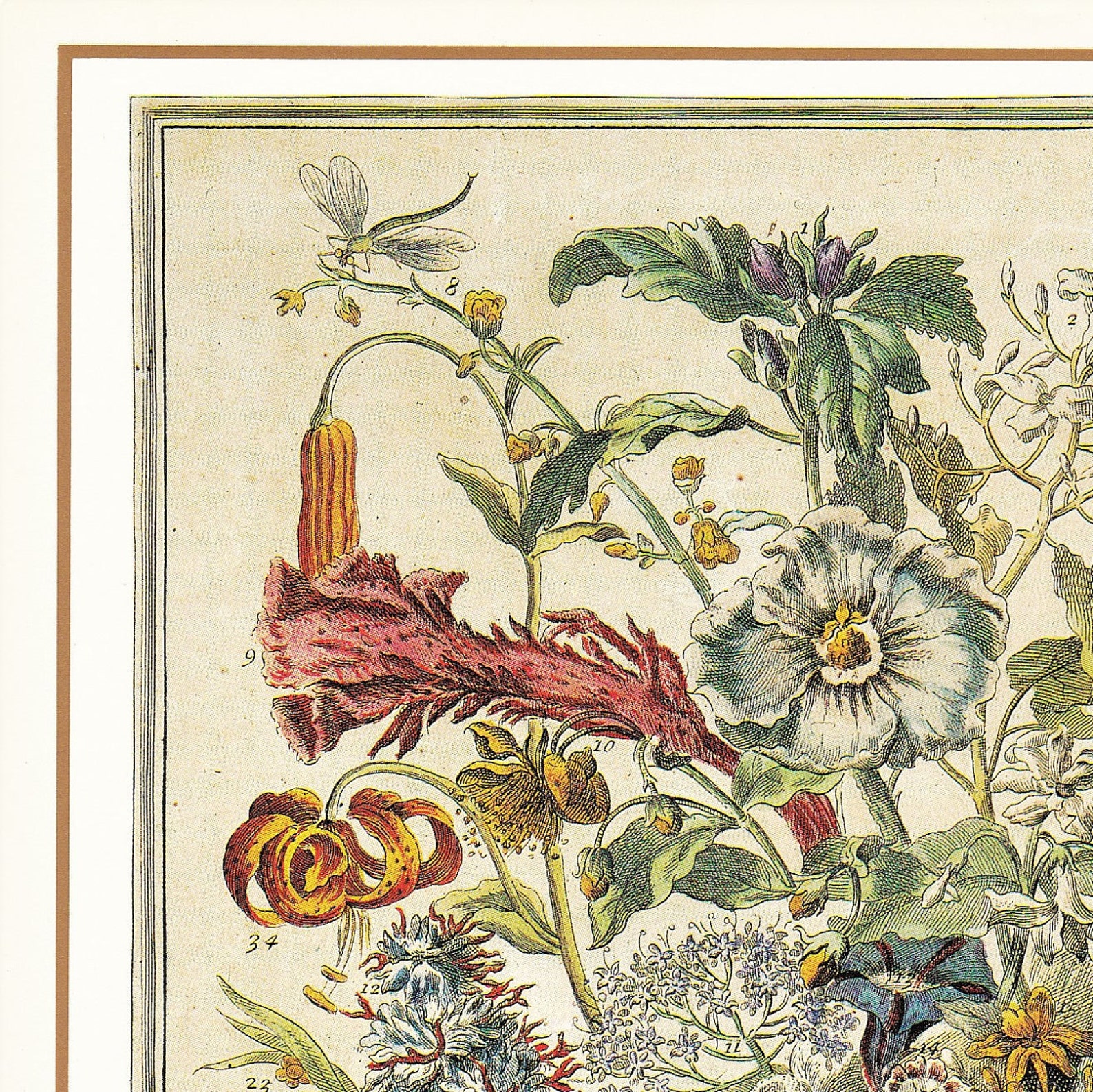 August vintage botanical art print Winterthurs 12 months of | Etsy