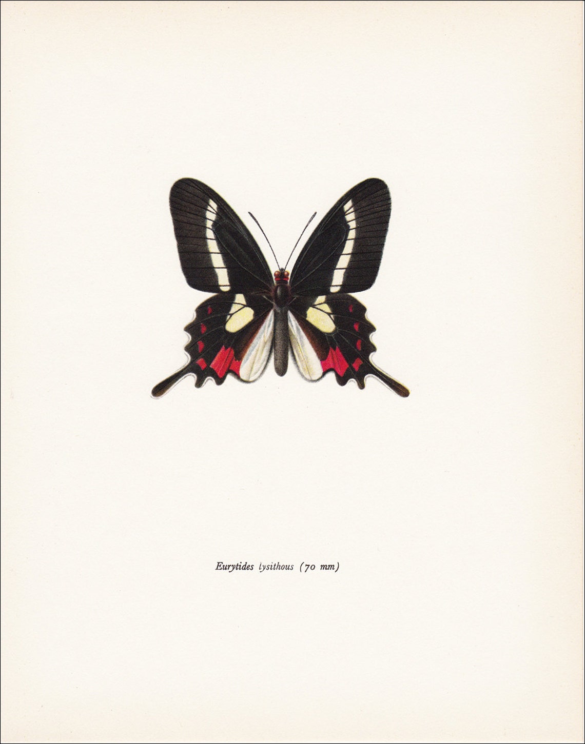 Vintage Butterfly Insect Art Print Eurytides Lysithous - Etsy