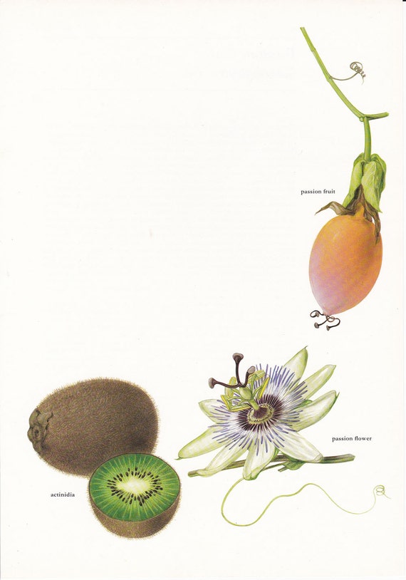 Kiwi Fruit Flower