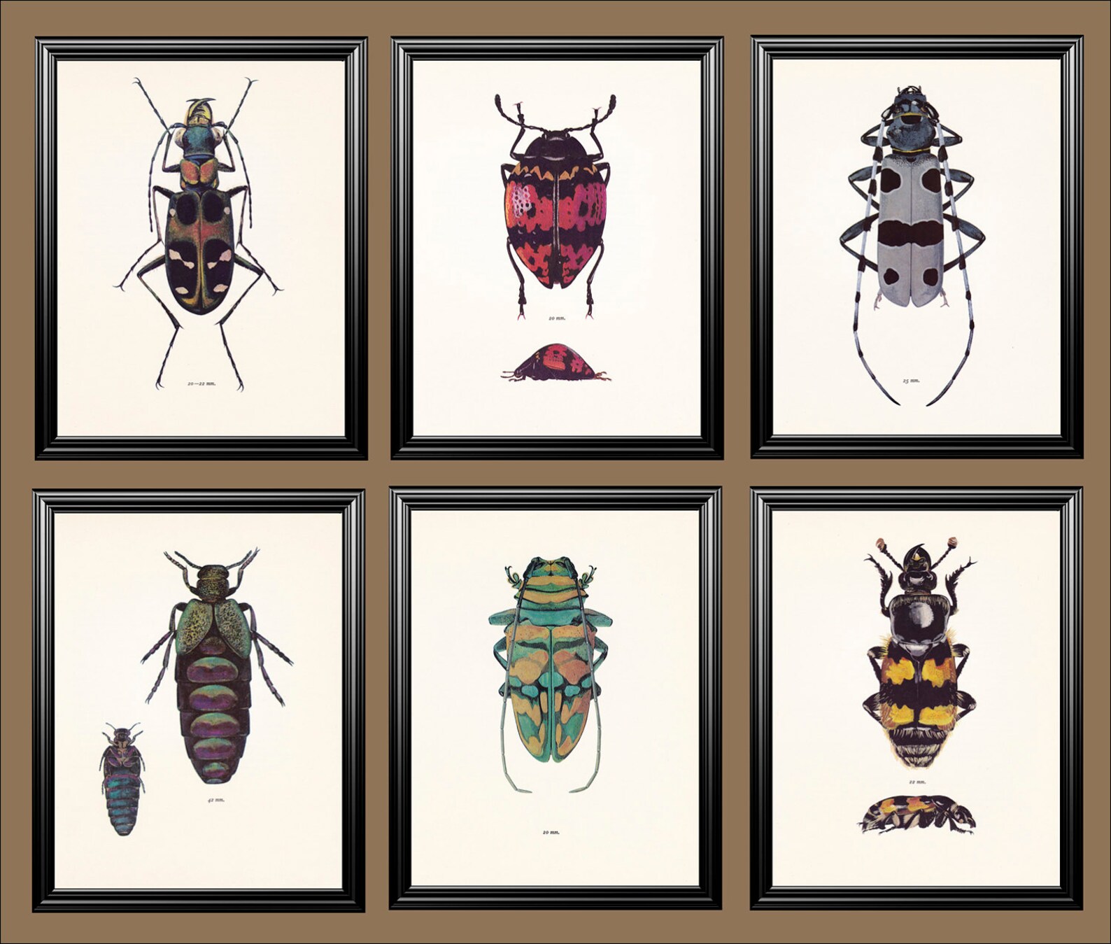 Vintage Beetle Insect Art Print Bark Beetle Entomology Gift - Etsy