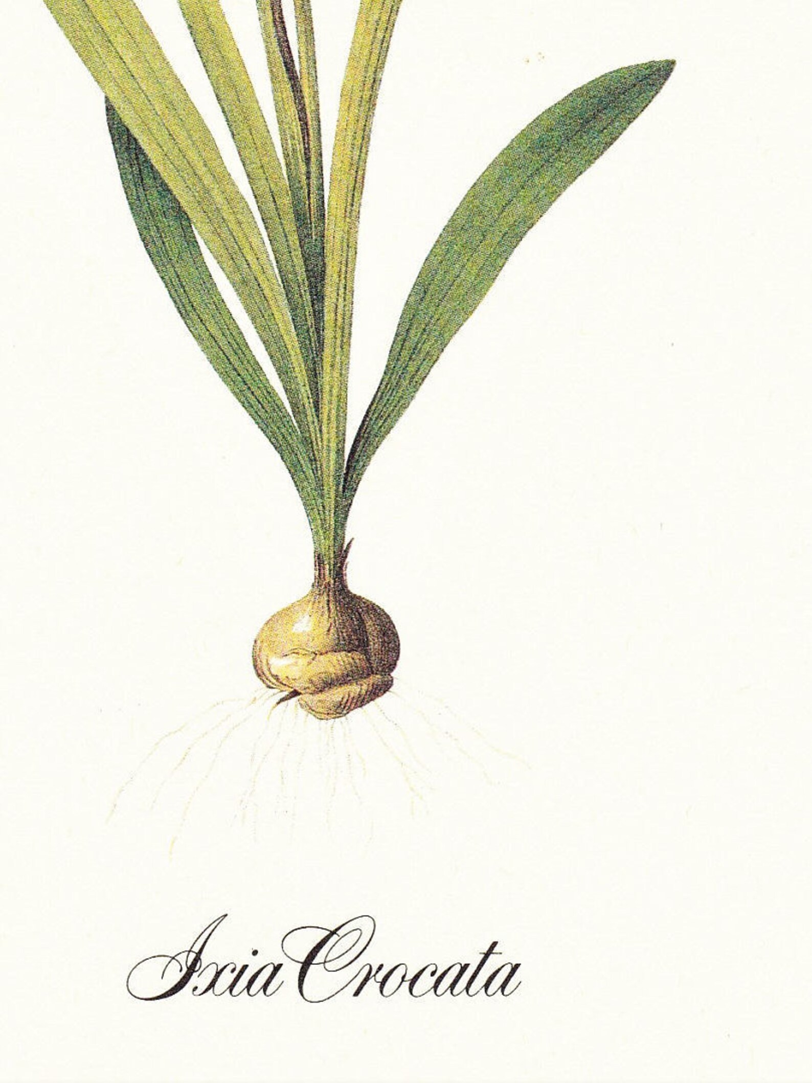 Orange Axia Crocata Garden Flower Botanical Print Vintage | Etsy