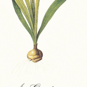 Orange Axia Crocata Garden Flower Botanical Print Vintage Illustration ...