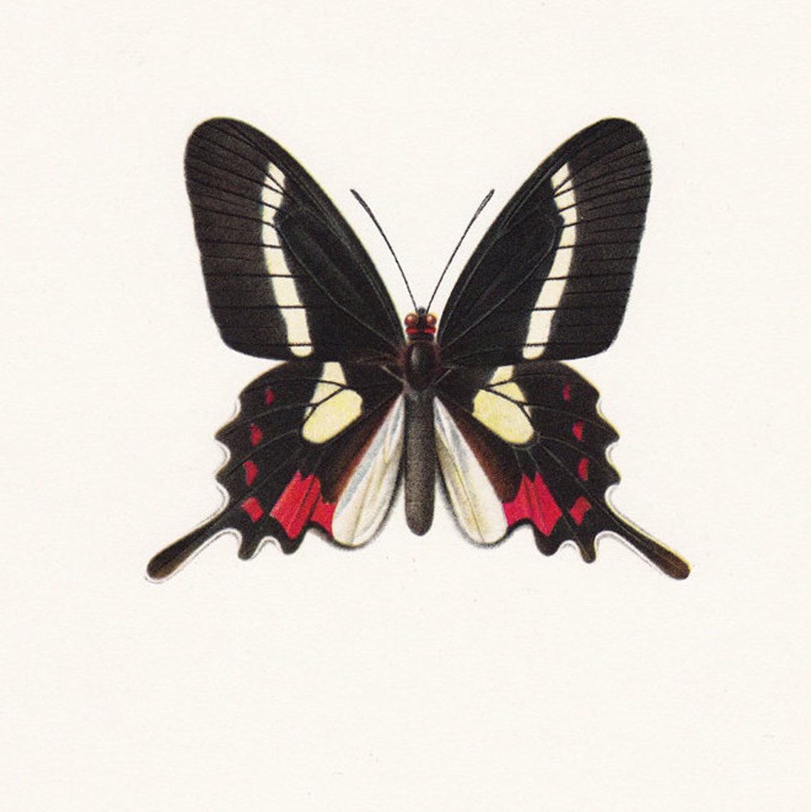 Vintage Butterfly Insect Art Print Eurytides Lysithous - Etsy