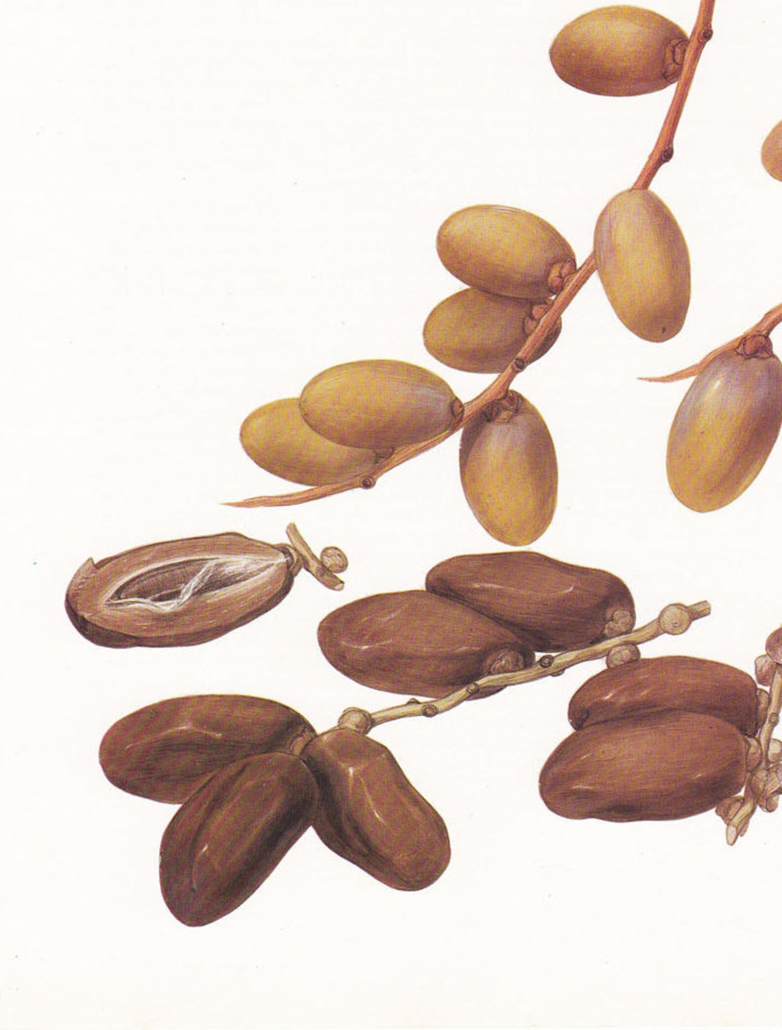 Dates Vintage Botanical Art Print Fruit Food Kitchen Decor by | Etsy
