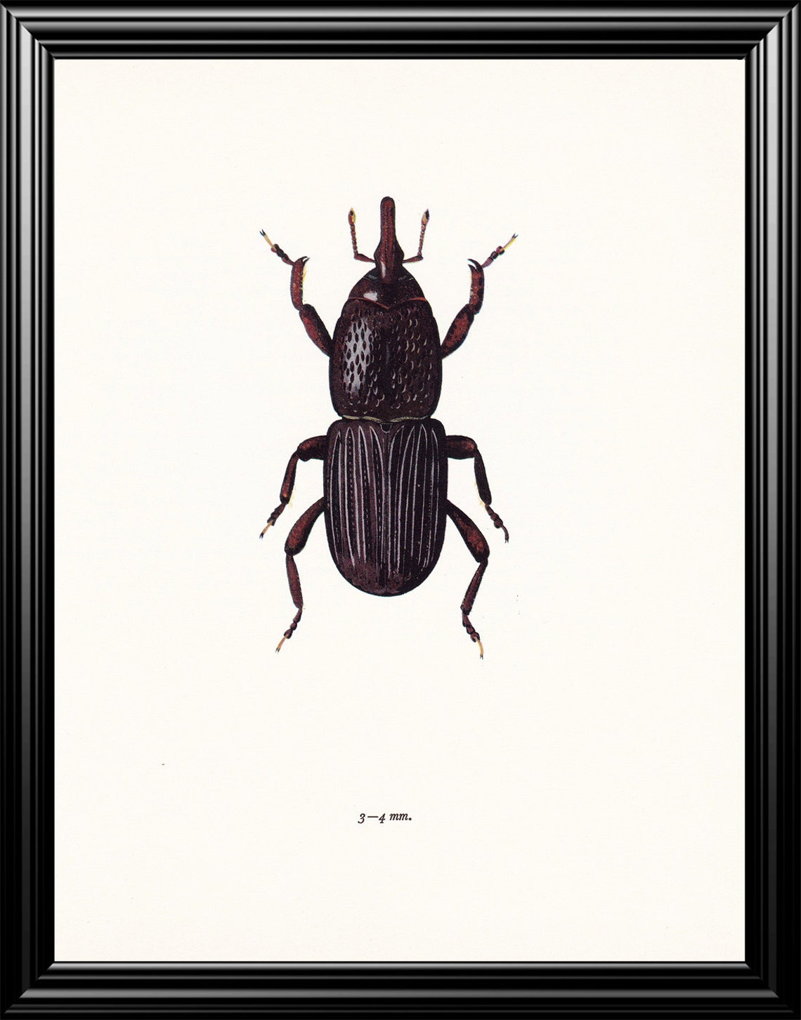 Vintage beetle insect art print black Wheat Grain Weevil | Etsy