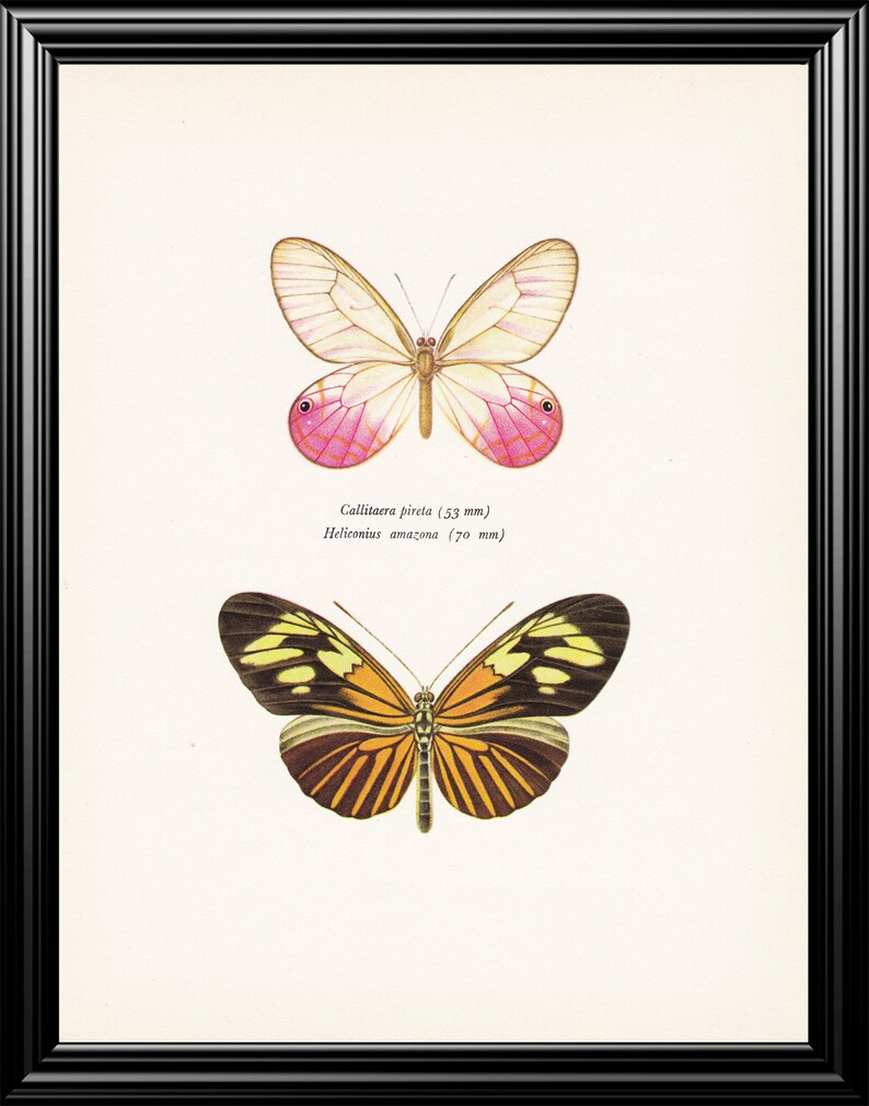 Vintage Butterfly Insect Art Print Pink Colourful Butterflies - Etsy