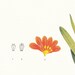 Orange Axia Crocata Garden Flower Botanical Print Vintage - Etsy