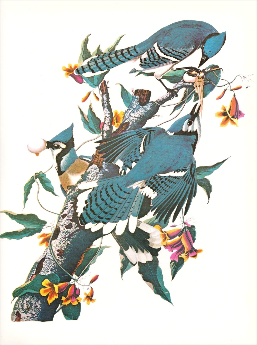 Blue Jay Bird Print Illustration Audubon Vintage Ornithology Art Print ...