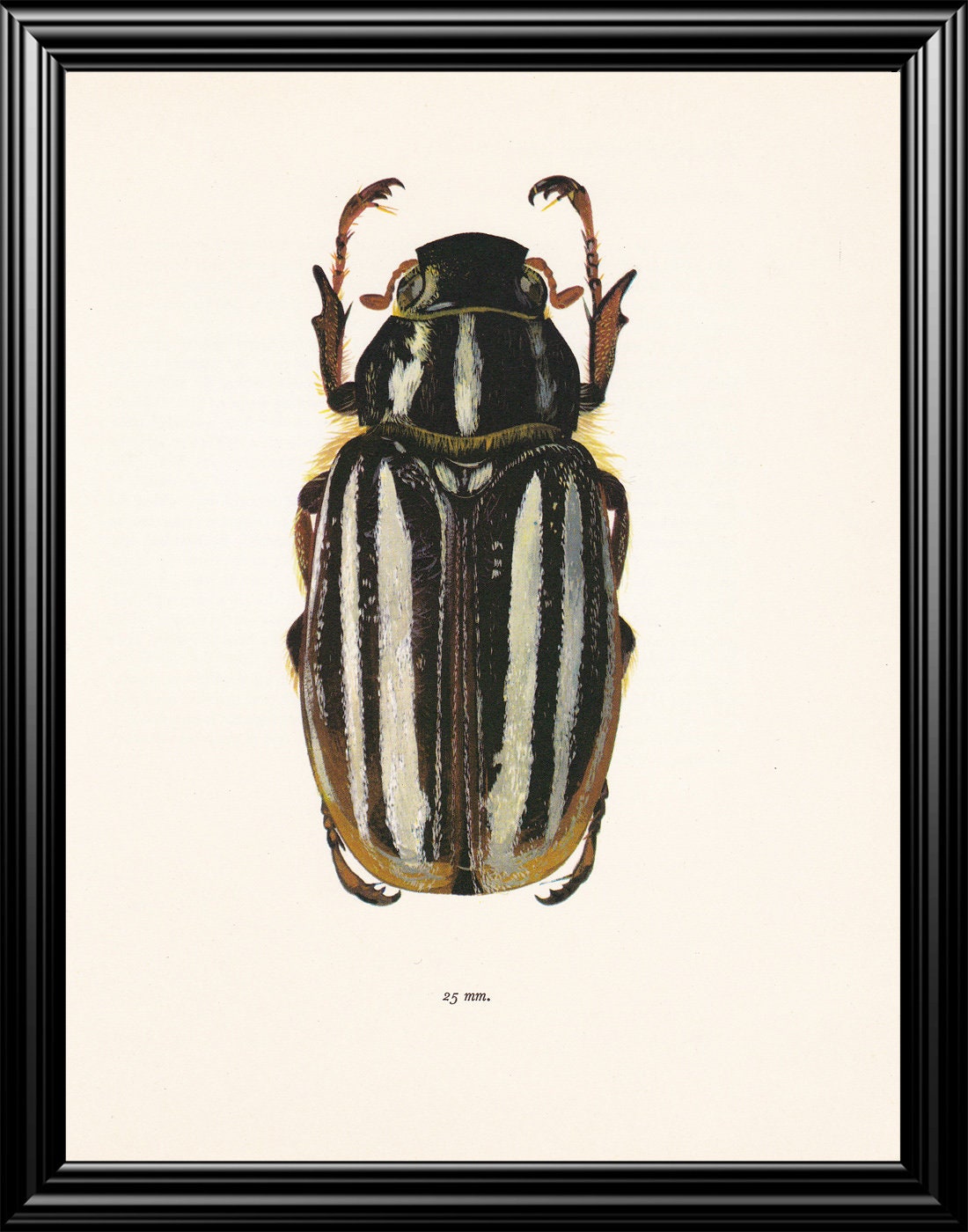 Japanese Chafer Striped Scarab Beetle Vintage Insect Art Print - Etsy