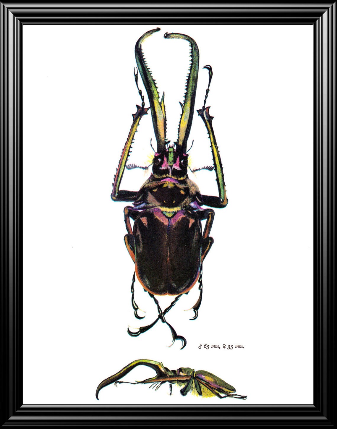 Stag Beetle Insect Bug Vintage Natural History Art Print - Etsy