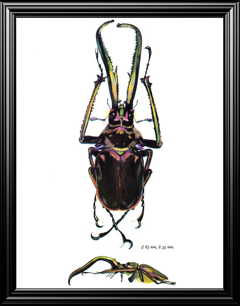 Stag Beetle Insect Bug Vintage Natural History Art Print - Etsy
