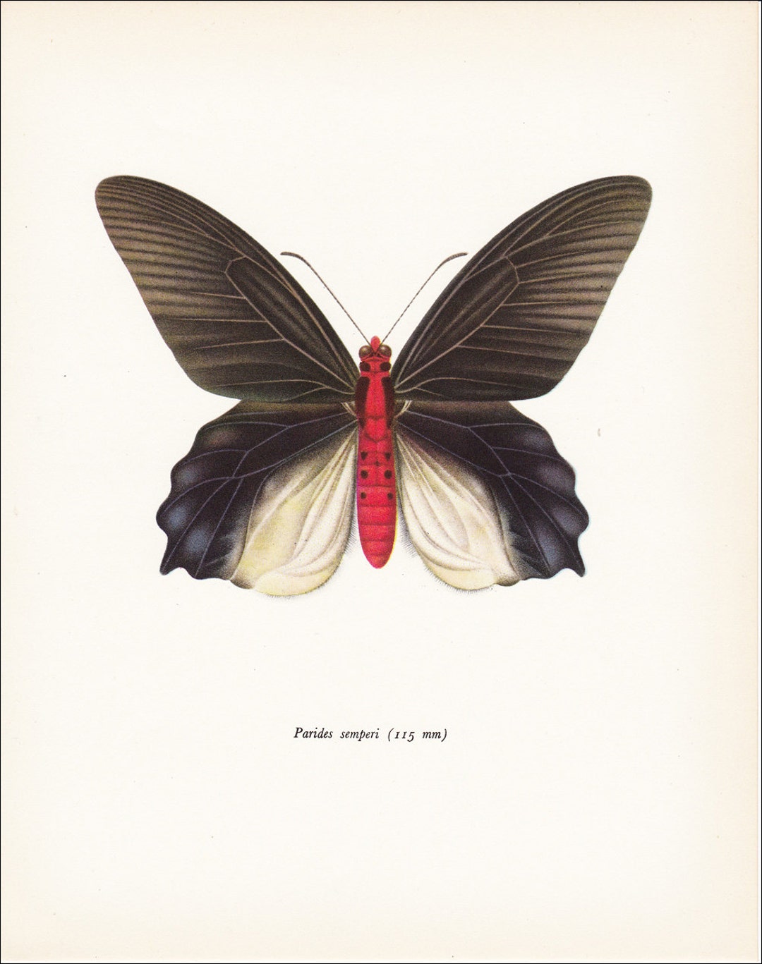 Vintage Butterfly Insect Art Print Parides Semperi Swallowtail Black ...
