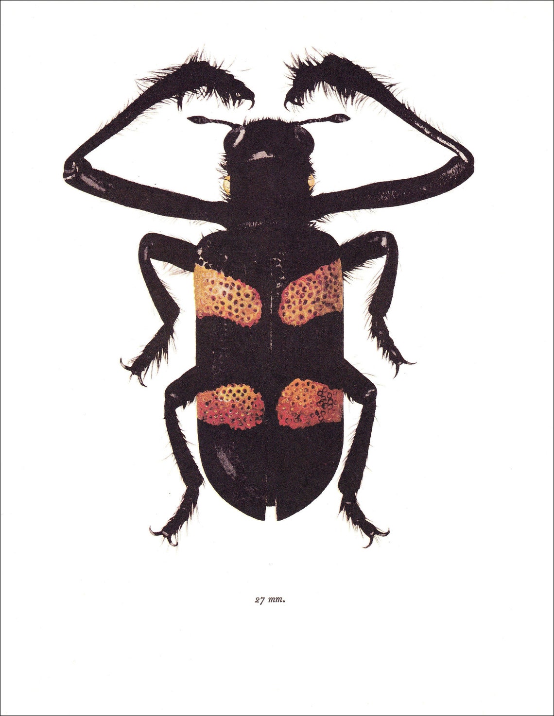 Beetle Insect Bug Vintage Natural History Art Print Entomology - Etsy