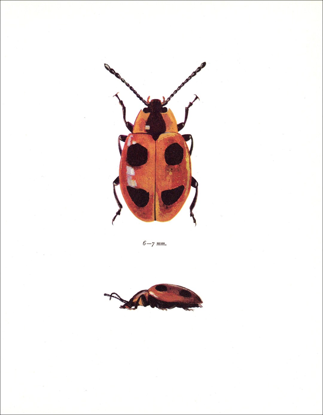 Vintage False Ladybird Beetle Red Spotted Insect Art Print Entomology ...