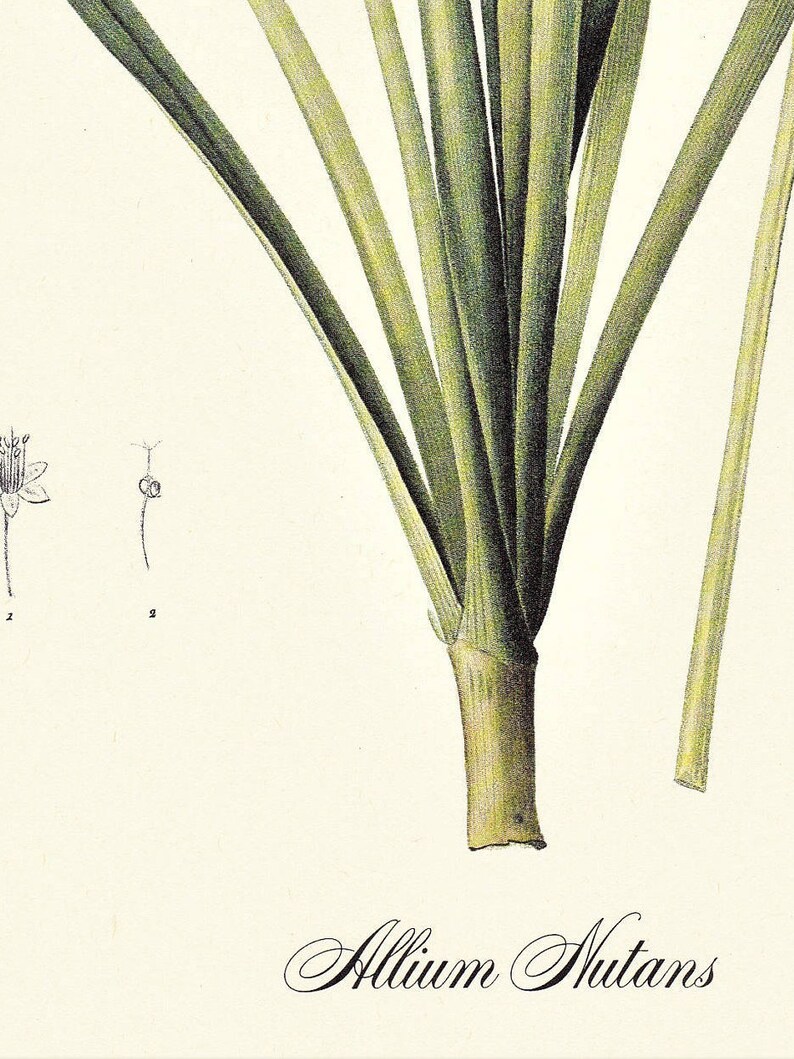 Allium Siberian Chives Blue Chives Vintage Botanical Print - Etsy