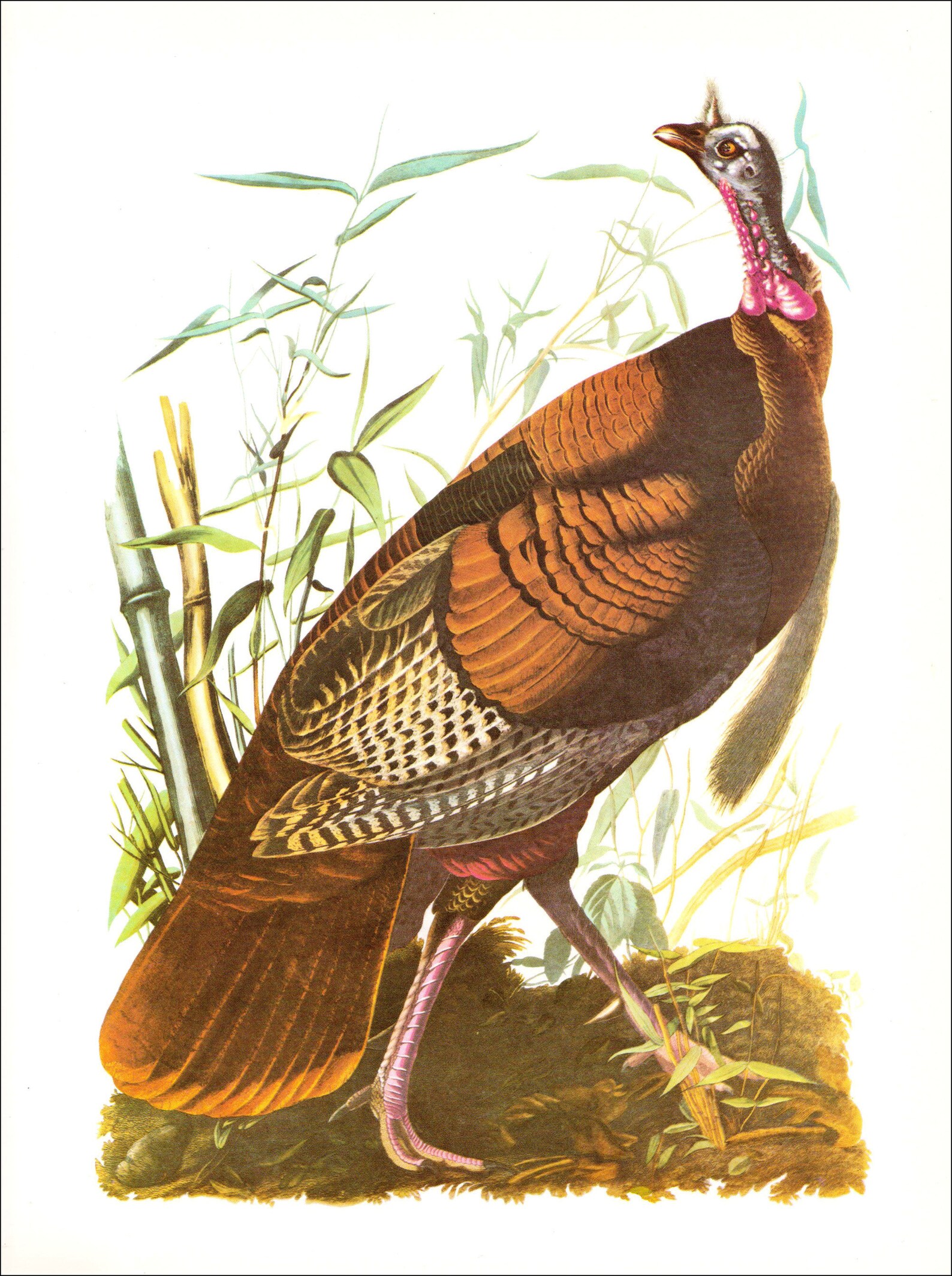 Wild Turkey Gobbler Game Bird Print Illustration Audubon - Etsy