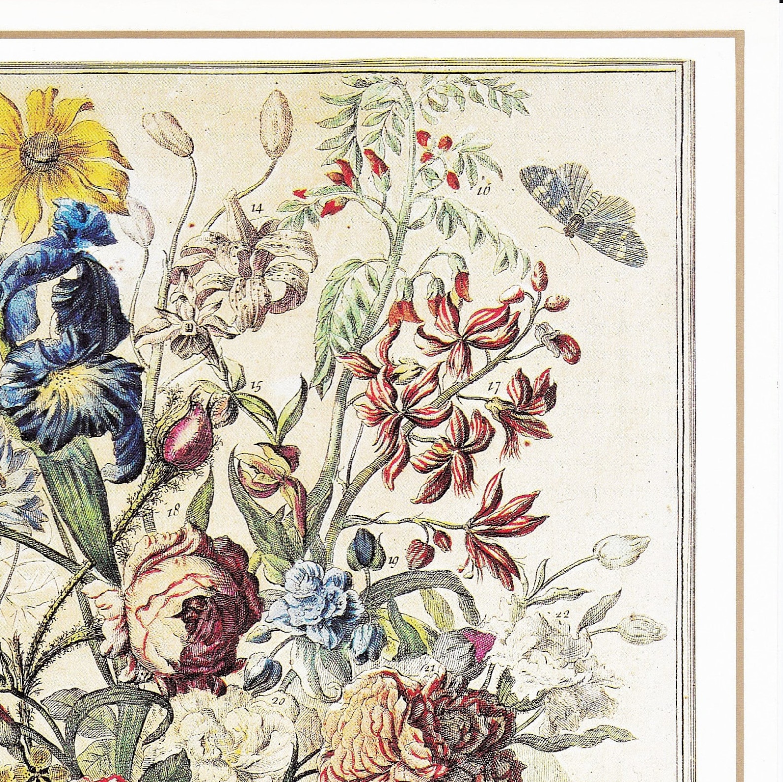 June Vintage Botanical Art Print Winterthurs 12 Months of - Etsy