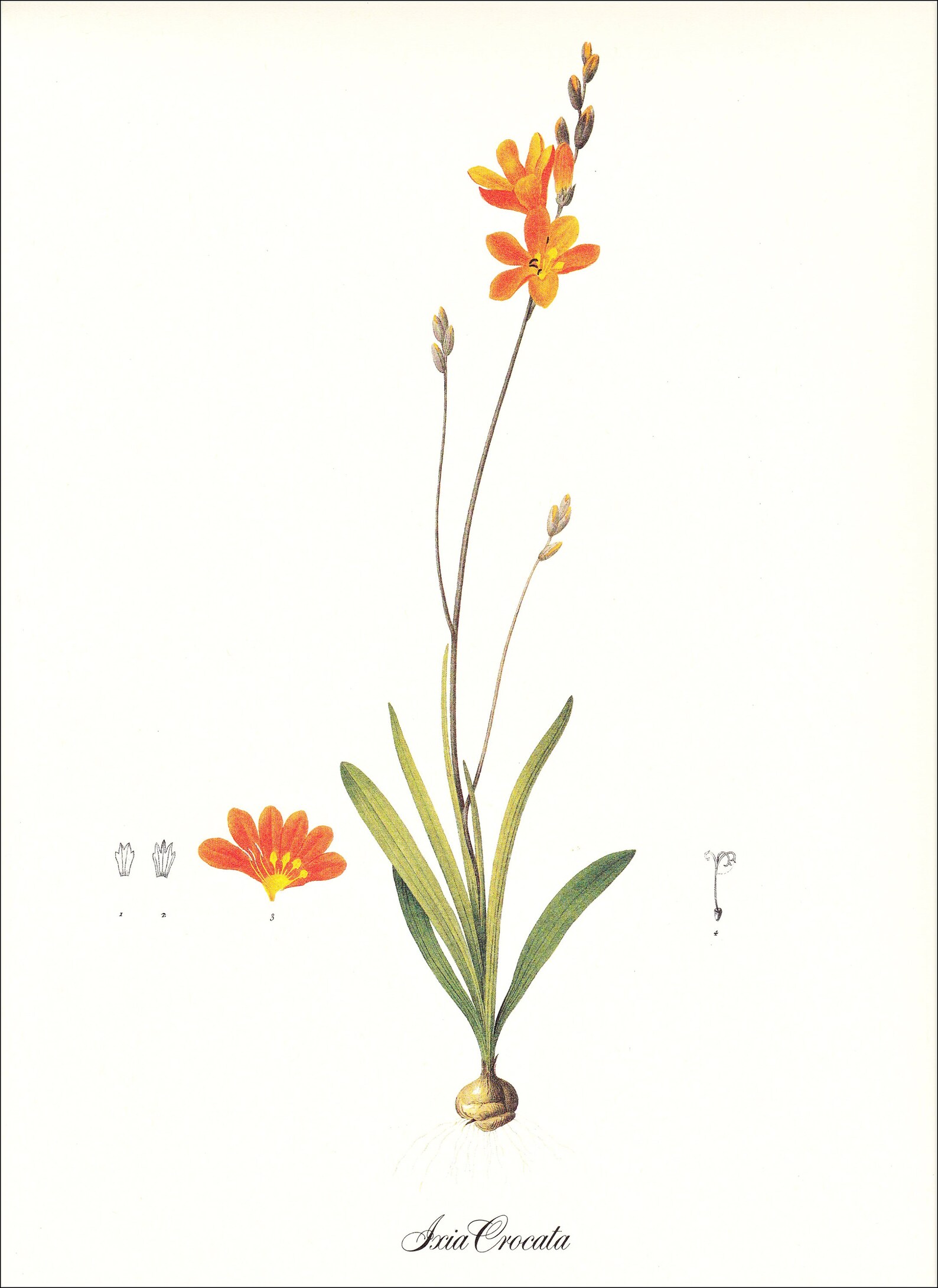 Orange Axia Crocata Garden Flower Botanical Print Vintage | Etsy