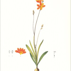 Orange Axia Crocata Garden Flower Botanical Print Vintage Illustration ...