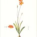 Orange Axia Crocata Garden Flower Botanical Print Vintage - Etsy