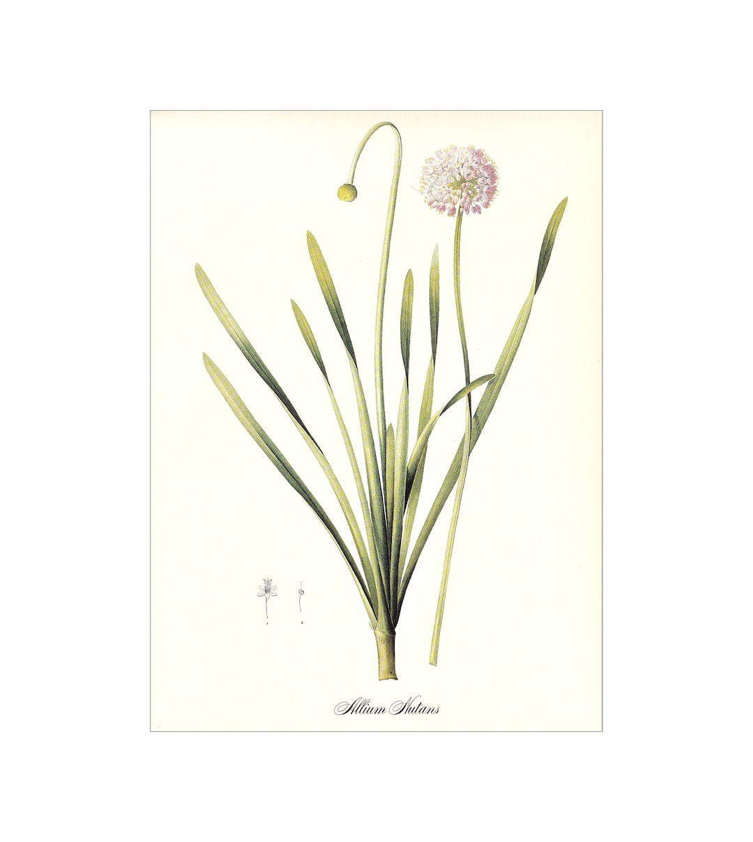 Allium Siberian Chives Blue Chives Vintage Botanical Print Pierre ...