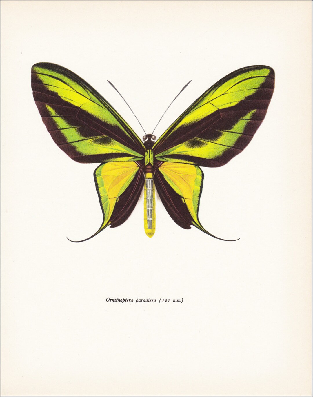 Vintage Butterfly Insect Art Print Yellow Green Colourful Tailed ...