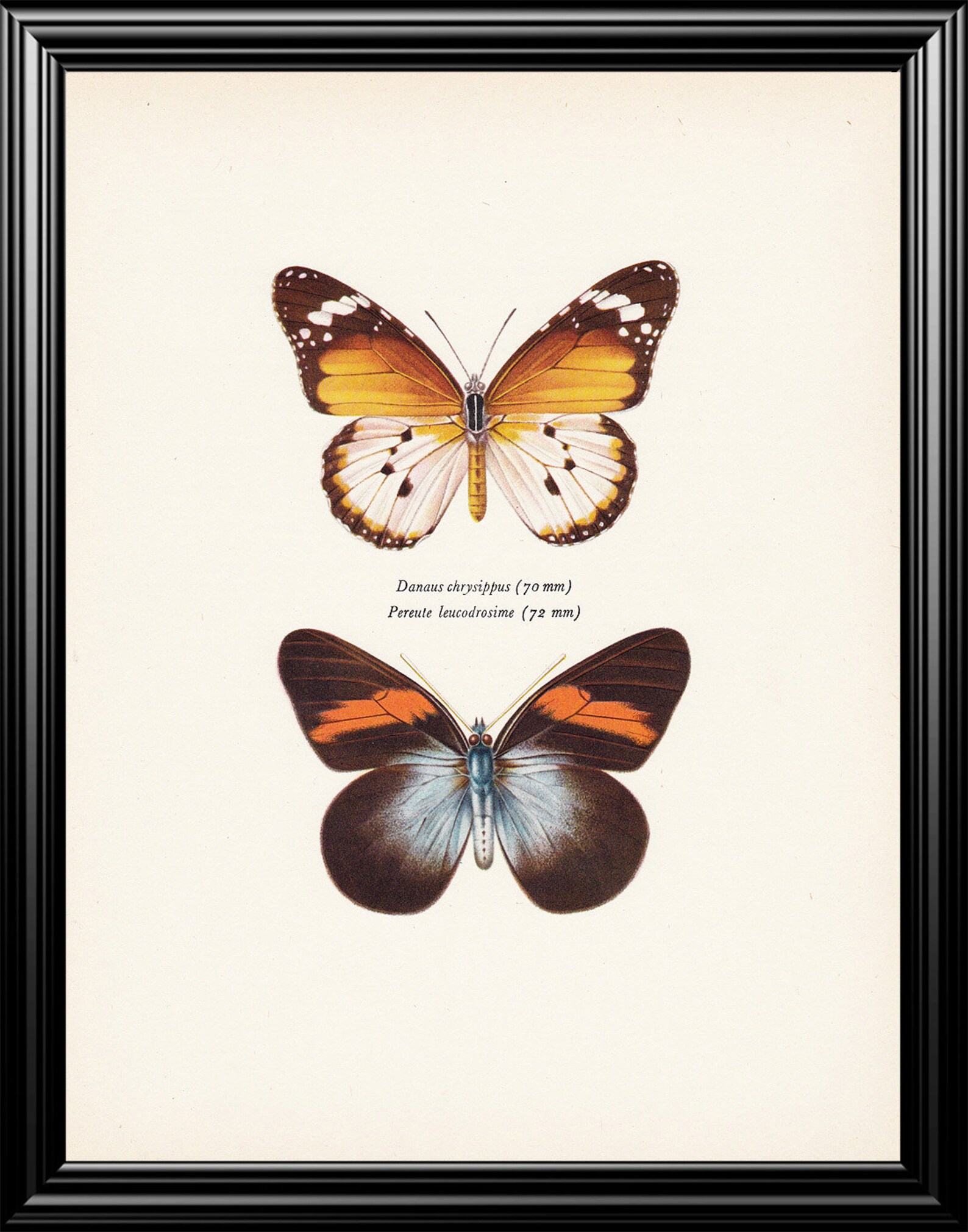 Vintage Butterfly Insect Art Print Danaus Chrysippus Golden | Etsy