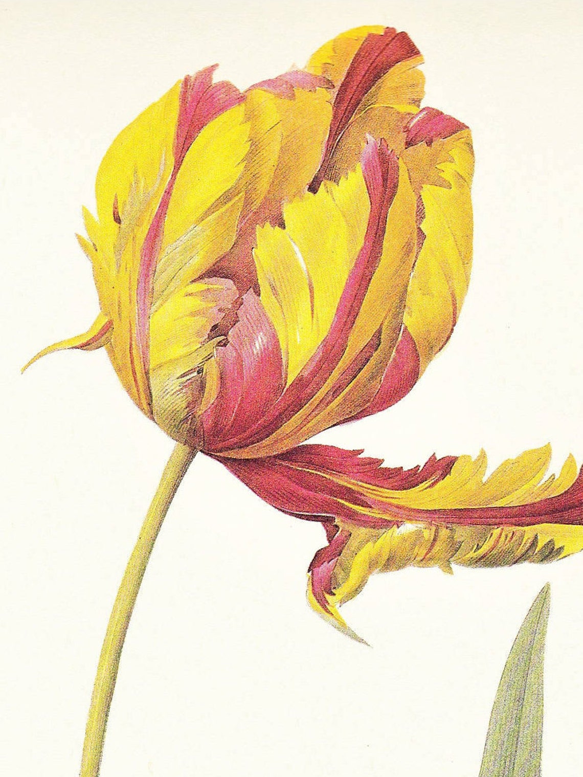 Tulip Print Vintage Botanical Print Gardening Gift Spring - Etsy Sweden