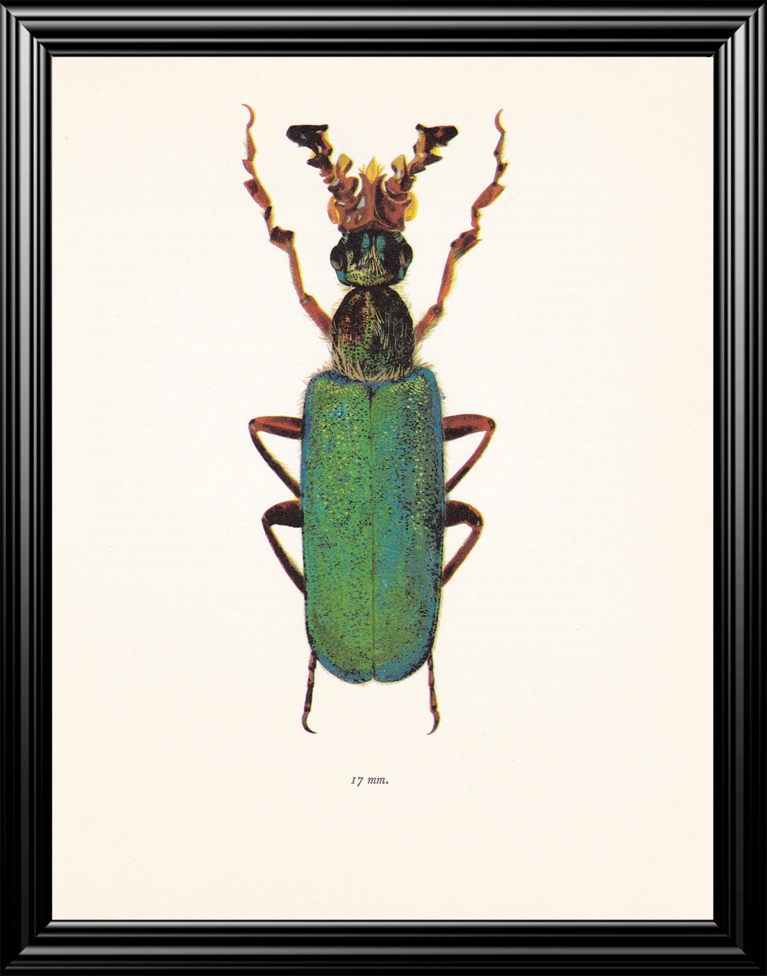 Vintage Beetle Insect Art Print Blue Green Blister Beetle - Etsy UK