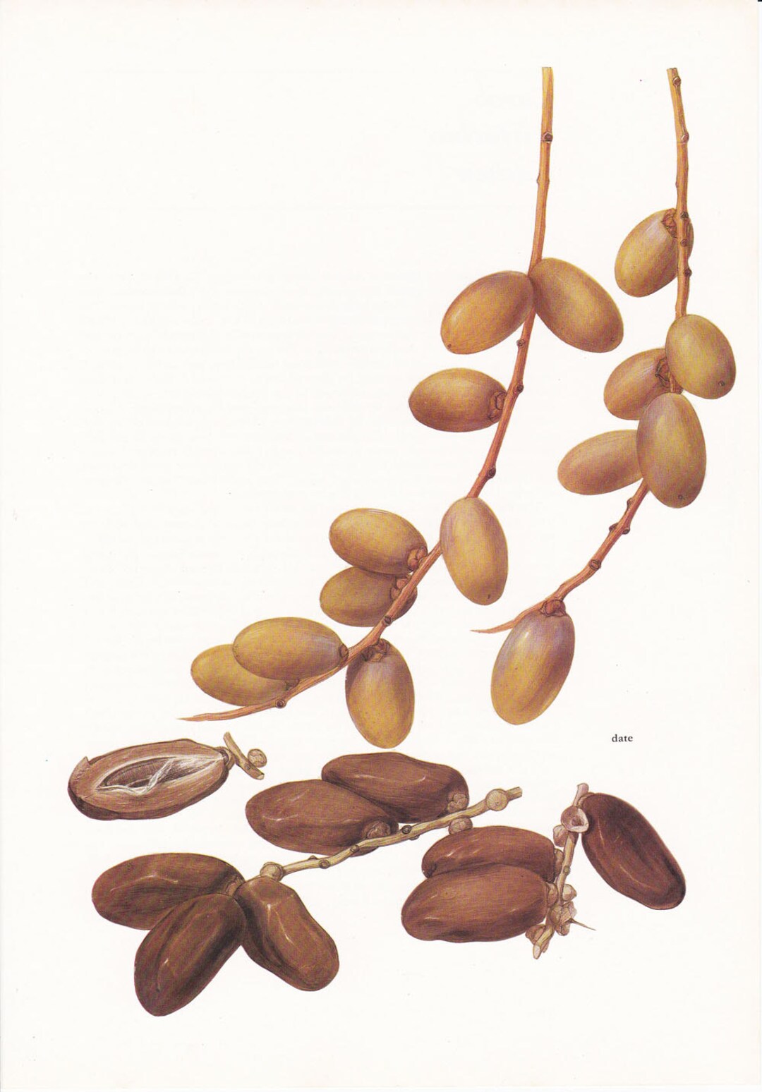 Dates Vintage Botanical Art Print Fruit Food Kitchen Decor by Marilena ...
